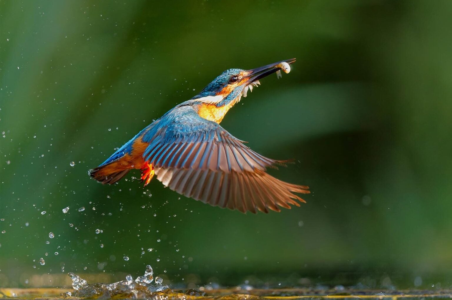 Link Hotel and Hospitality - Link